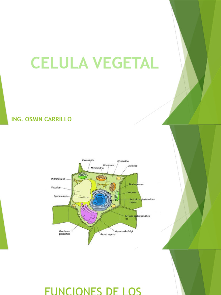 Celula Vegetal | PDF | Vacuole | Citoplasma