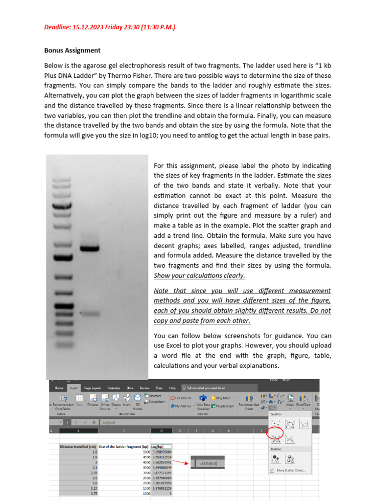 Agarose Gel Electrophoresis Assignment | PDF | Gel Electrophoresis ...