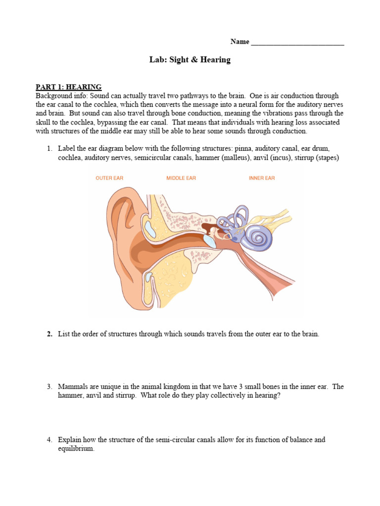Eye & Ear Stations ONLY | PDF | Ear | Hearing