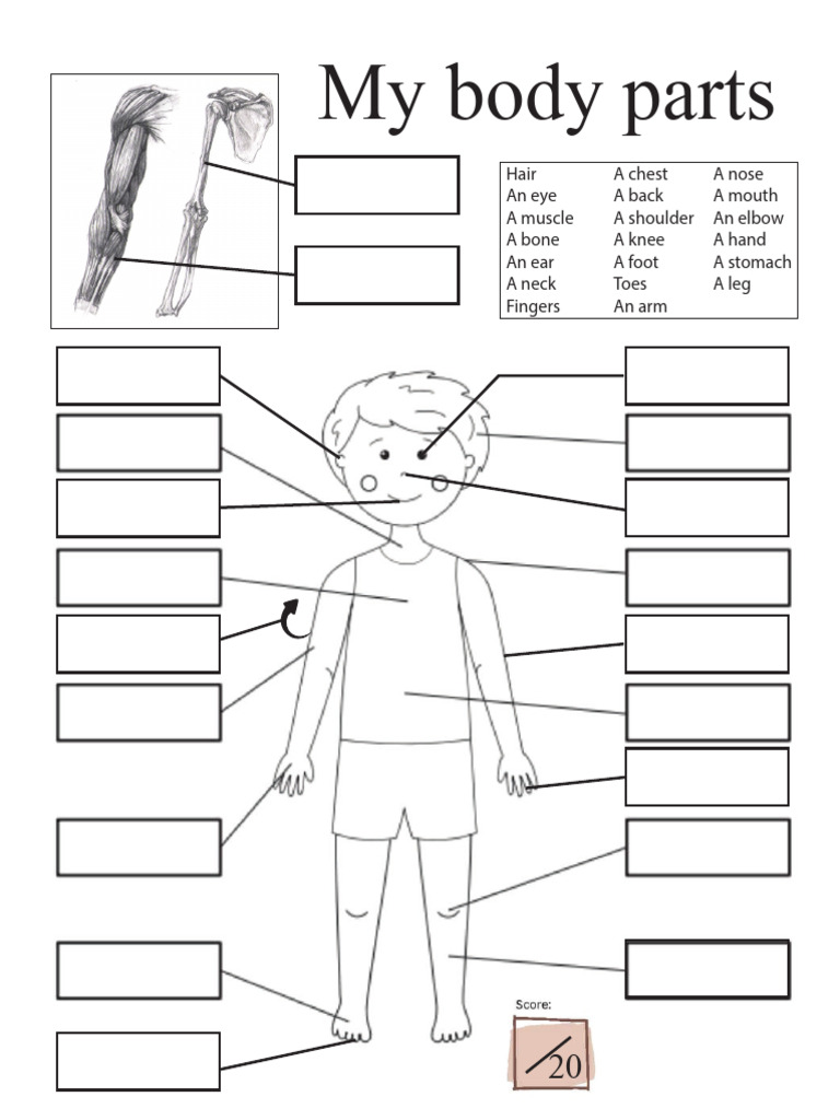 Body Parts + Dictation | PDF