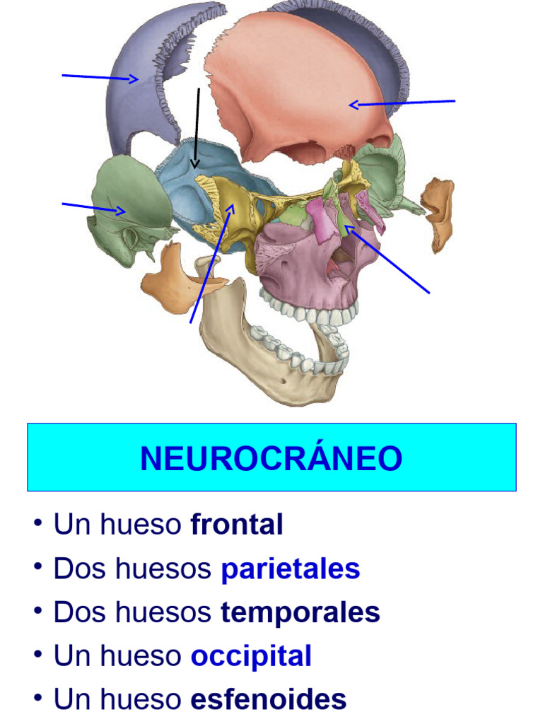 Anatomía del Cráneo y Fosas Craneales | PDF