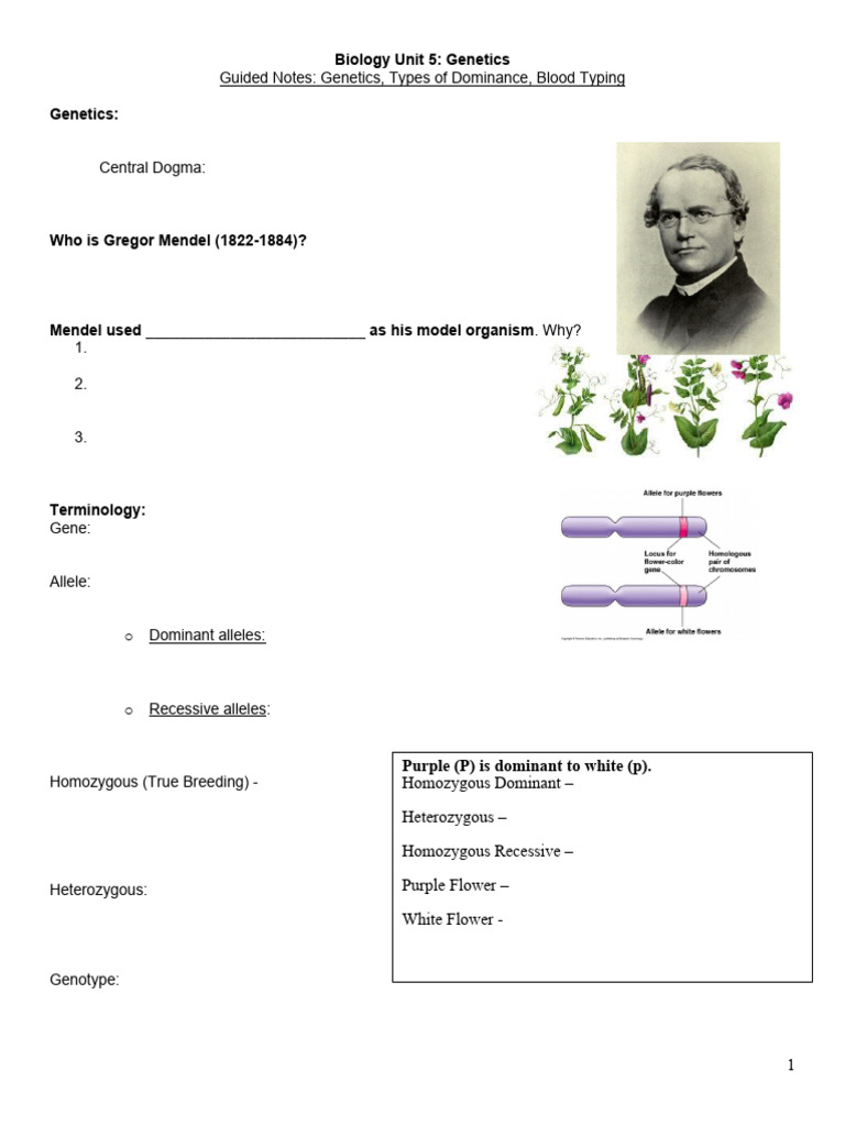 Unit 5 Guided Notes - Genetics_Evolution S22 | PDF | Dominance ...