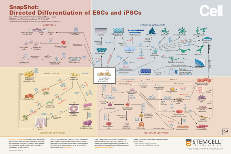 WA10004-Directed Differentiation Pluripotent Stem Cells | PDF ...