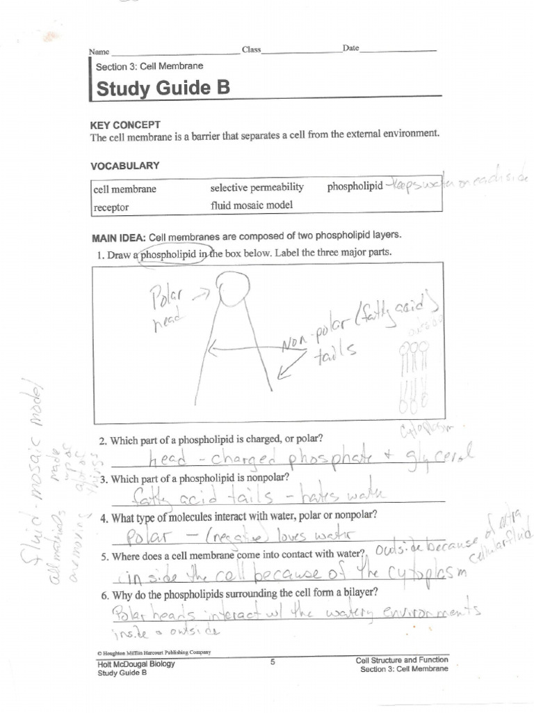 Cell Membrane and Active Transport Ws Answers | PDF