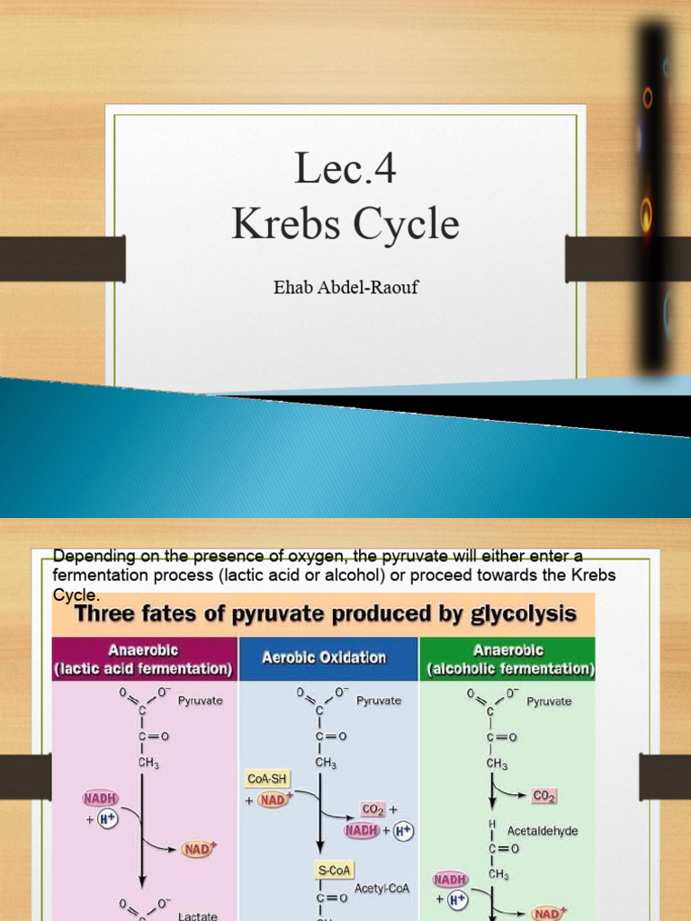 Lec 4 Kerbs - Cycle | Download Free PDF | Diet & Nutrition | Chemistry