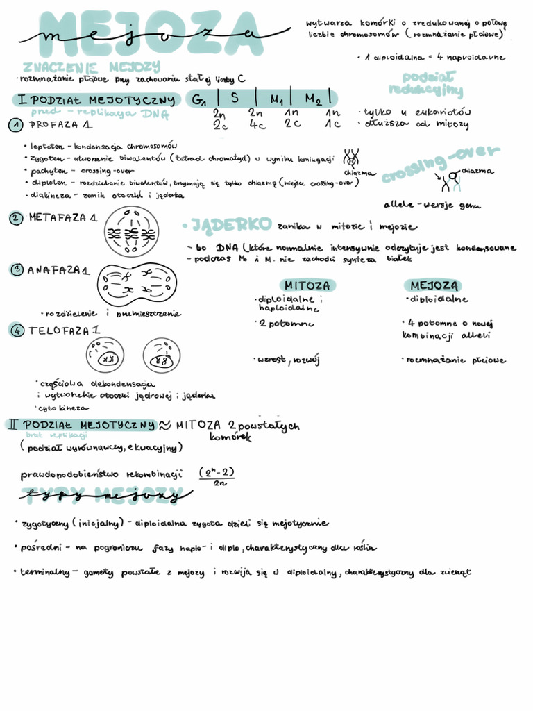 Mitoza I Mejoza | PDF