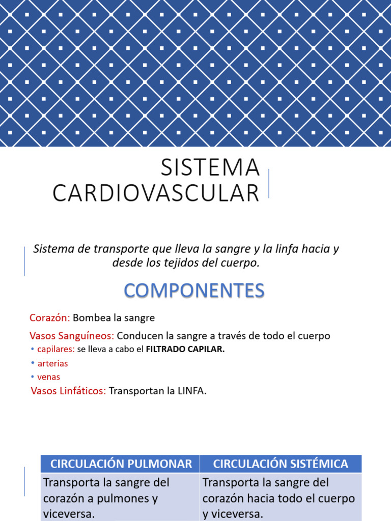 Capitulo 13 Sistema Cardiovascular | PDF | Corazón | Capilar