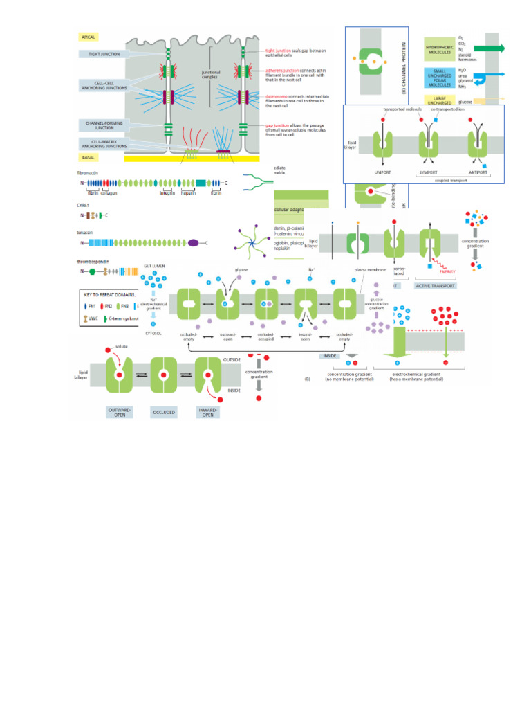 biologia celular | PDF
