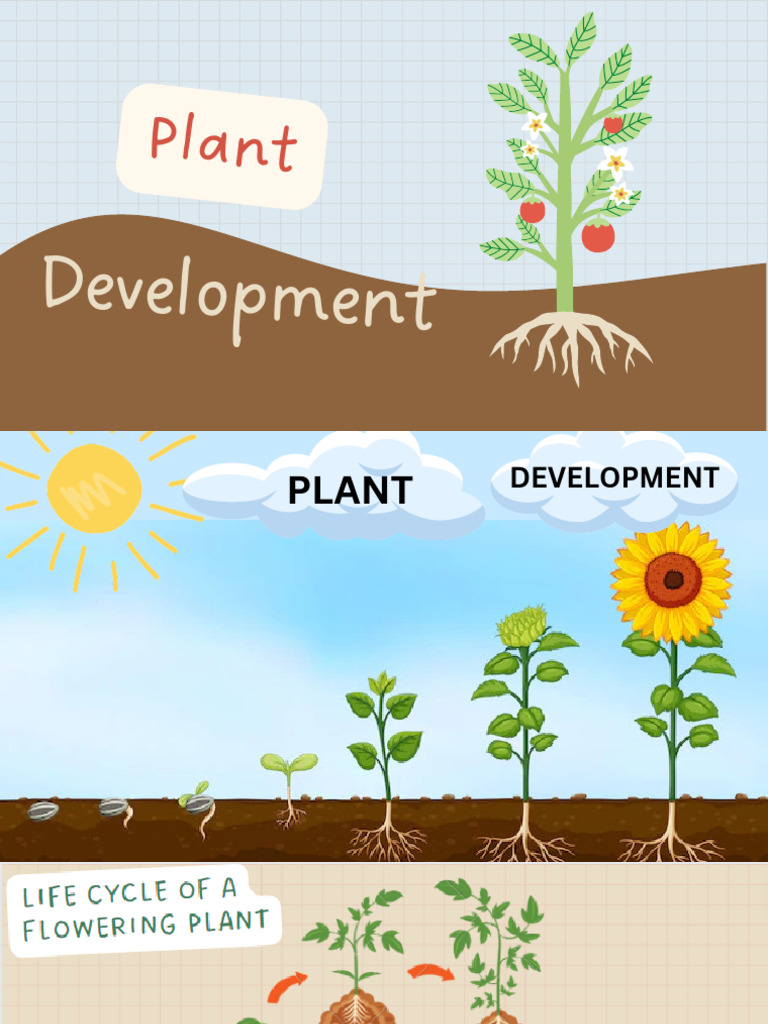 Plant Development | PDF | Flowers | Seed