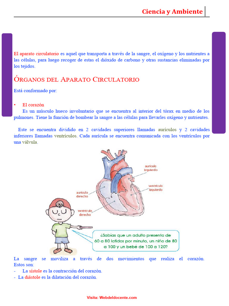 Aparato Circulatorio Y Sus Partes Para Cuarto Grado De Primaria Pdf