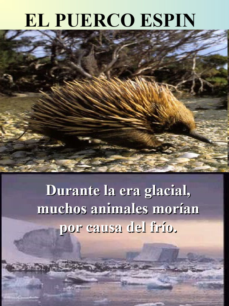 el puerco espin | PDF