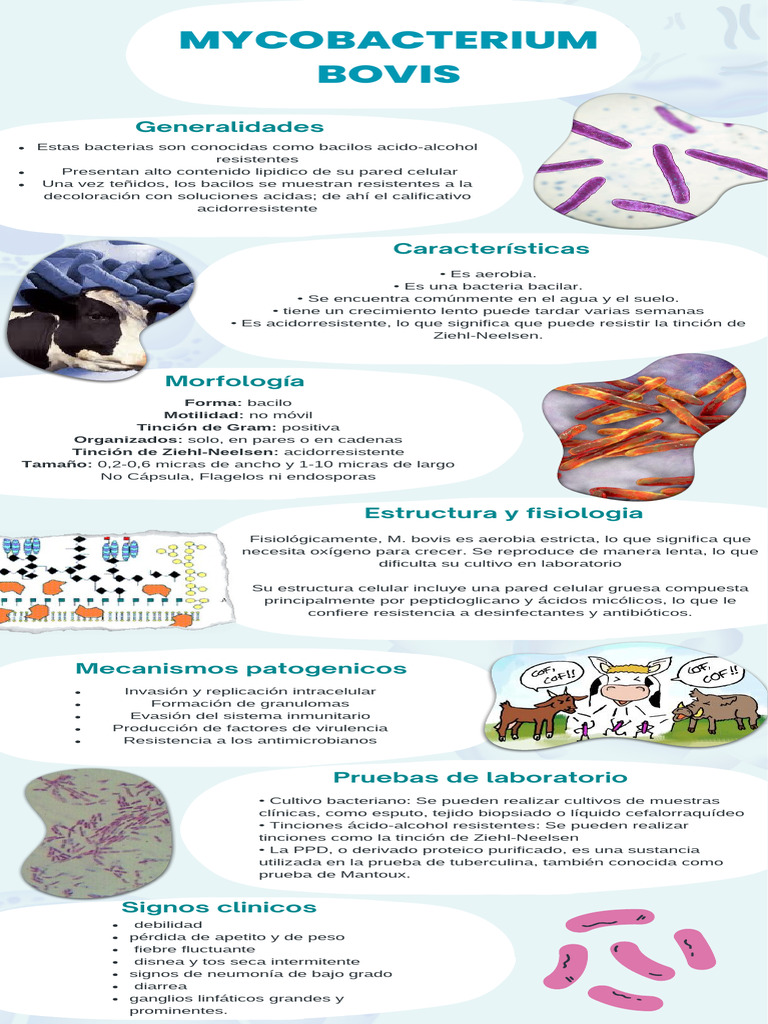 Infografia Mycobacterium Bovis | Descargar gratis PDF | Mycobacterium ...