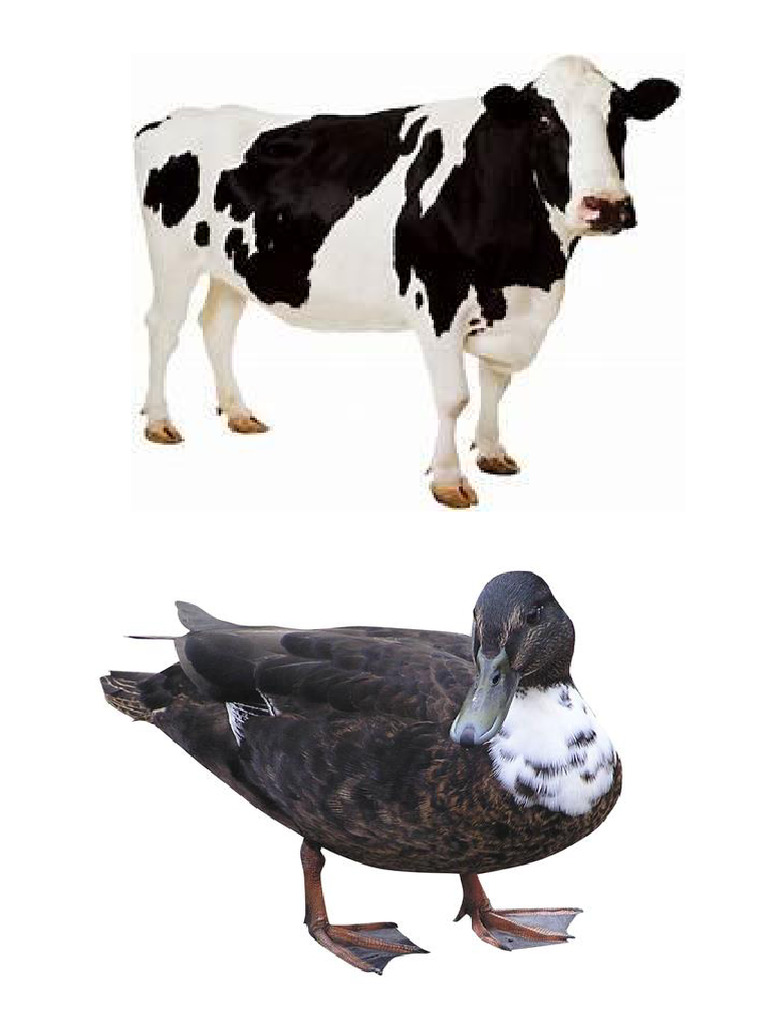 Farm Animals 2 | PDF