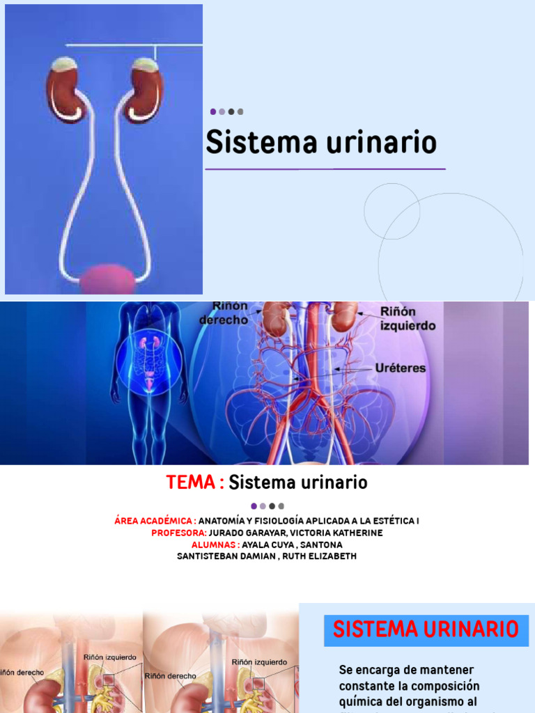 Sistema Urinario..pptx Exposicion | PDF | Riñón | Orina