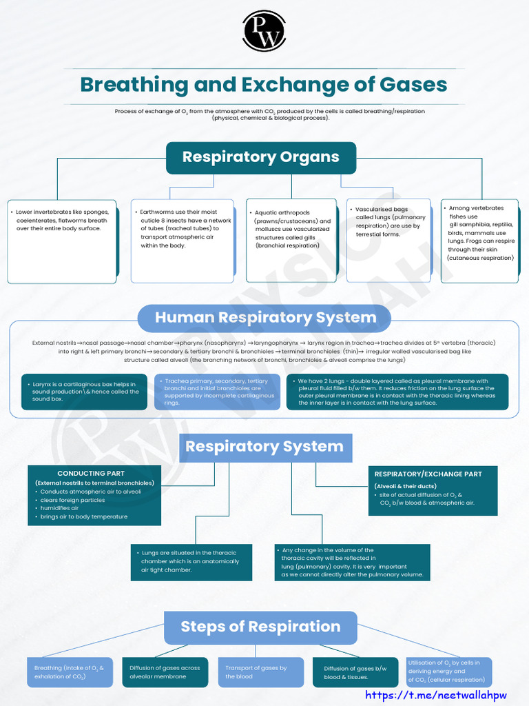 Understanding Breathing and Gas Exchange | PDF | Respiratory System | Lung