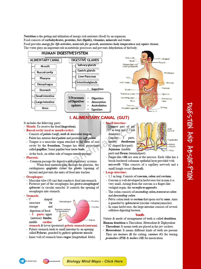 Digestions and Absorption-Copy-1 | PDF | Digestion | Small Intestine