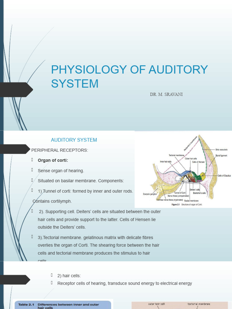 Physiology of Auditory System | PDF | Auditory System | Hearing