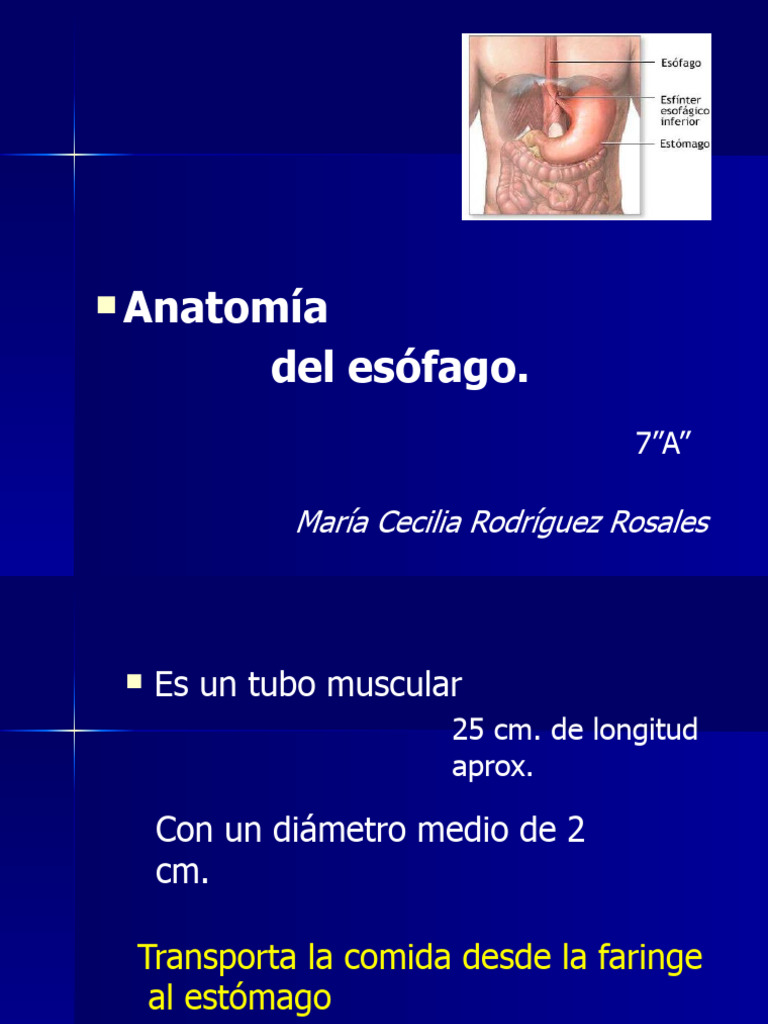 Anatomía y Cáncer del Esófago | PDF | Estómago | Esófago