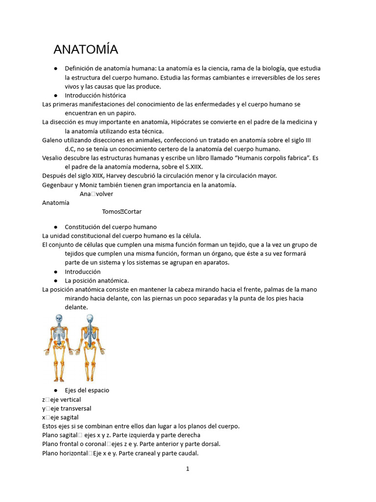 Apuntes De Anatomía Ugr Pdf Vértebra Corazón