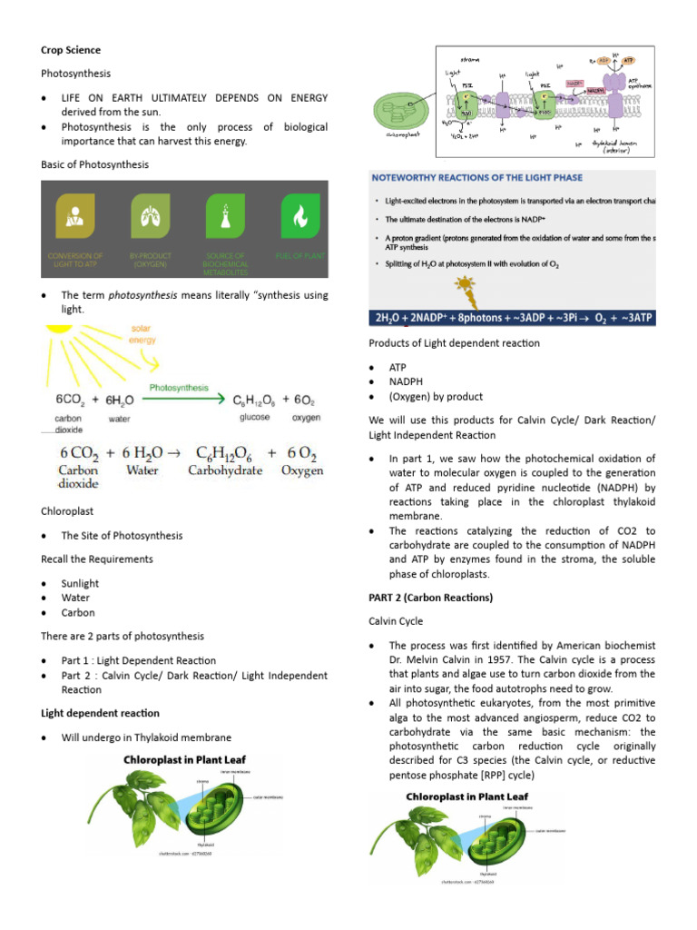 1st Long Quiz Crop Sci | PDF | Seed | Auxin