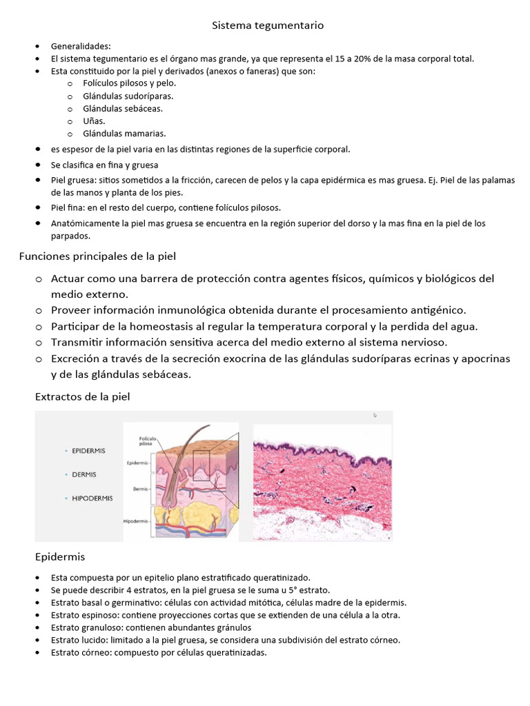 Sistema Tegumentario | Descargar gratis PDF | Piel | Epidermis