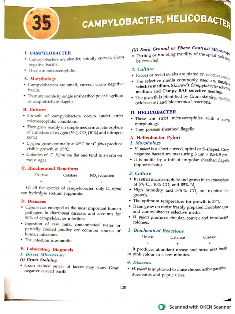 Helicobacter Campylobacter | PDF