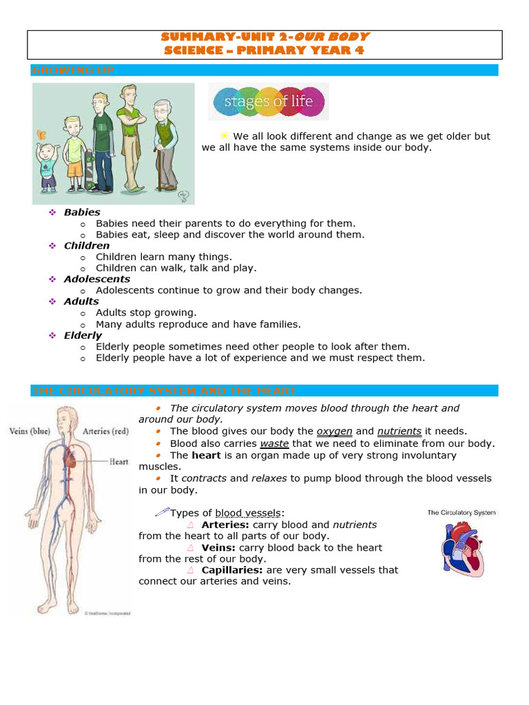 UNIT 2 - SUMMARY (Bis) | PDF | Reproductive System | Human Body