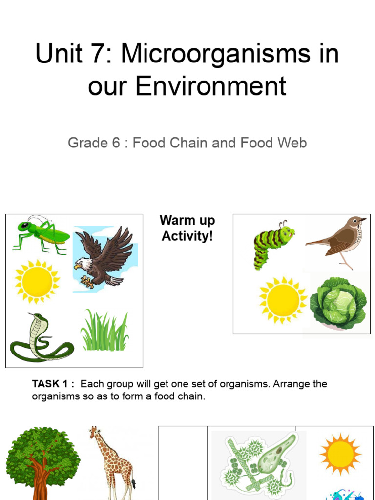 Unit 7 - Microorganisms - Food Chain and Food Web | PDF | Food Web ...