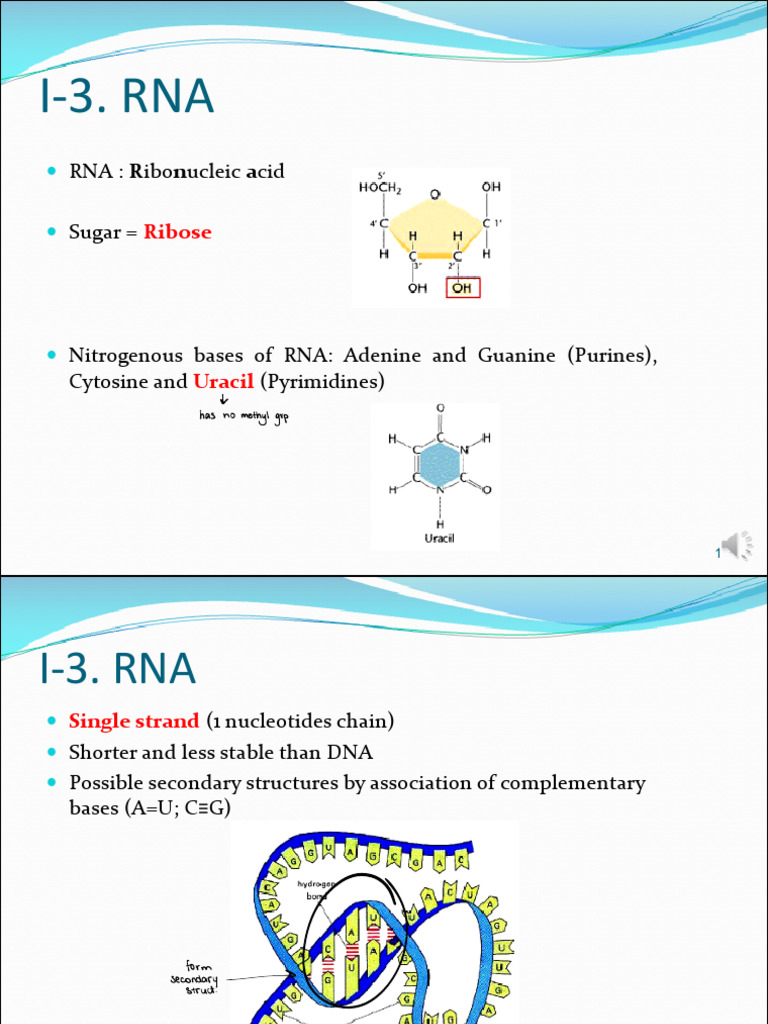 BLG413 Chapter 1 Part 2 | PDF | Dna Replication | Genetic Code