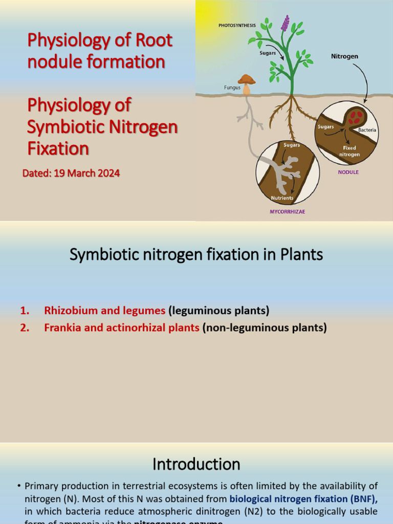 Symbiotic Nitrogen Fixation Overview | PDF | Organisms | Biology