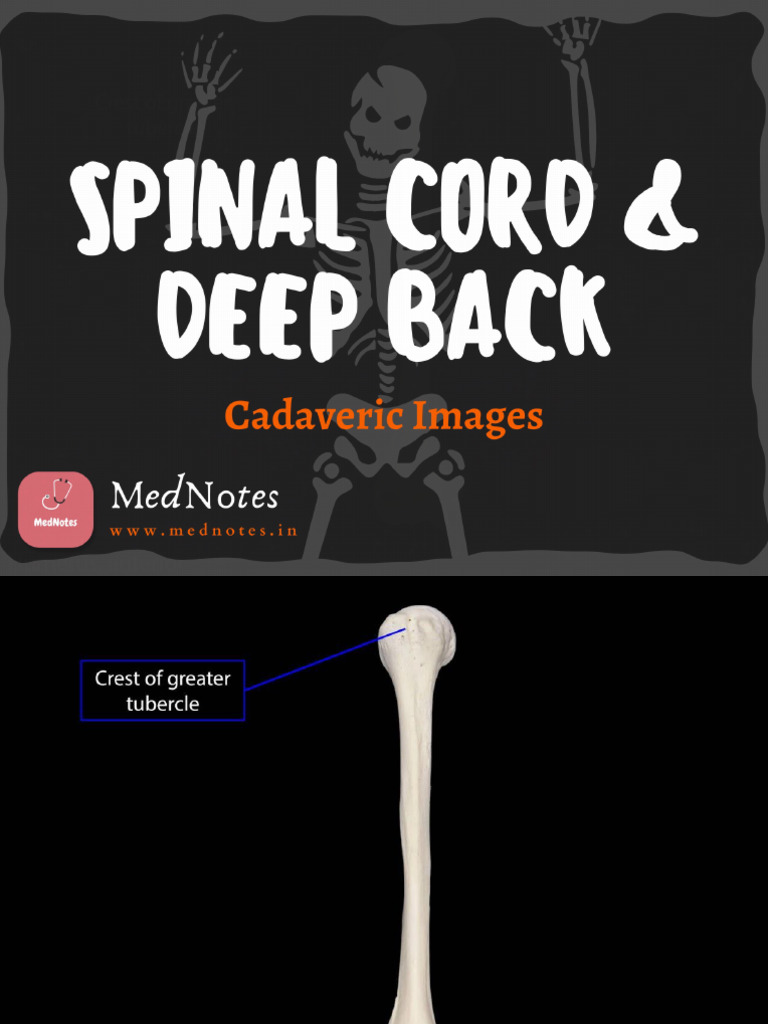 Deep Back and Spinal Cord Images [Free Version] | PDF