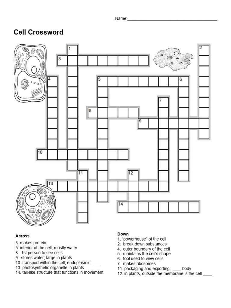 Cell Crossword | PDF