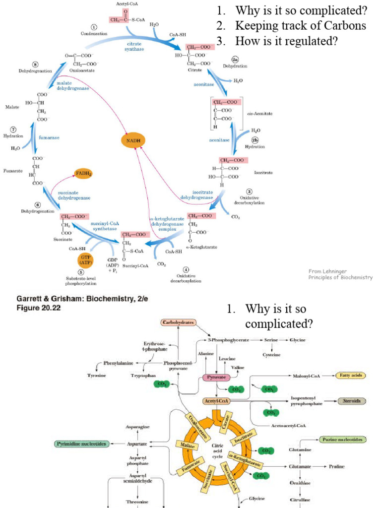 Amphibolic Pathways | PDF | Diet & Nutrition | Chemistry