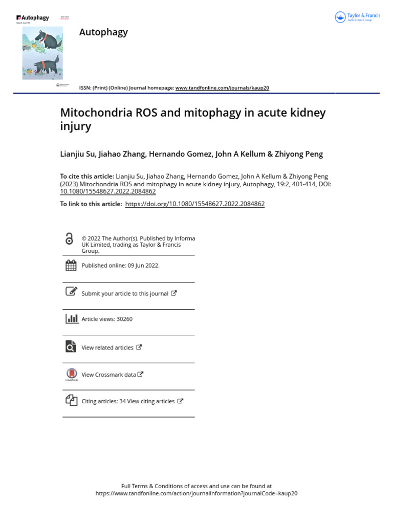 Mitochondria ROS and Mitophagy in Acute Kidney Injury | PDF | Reactive ...