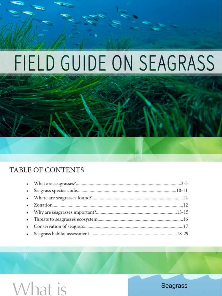 .Trashed 1714991186 Field Guide On Seagrass | PDF | Leaf | Aquatic Ecology
