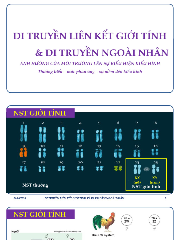 Bai 12 Di Truyen Lien Ket Voi Gioi Tinh Va Di Truyen Ngoai Nhan | PDF