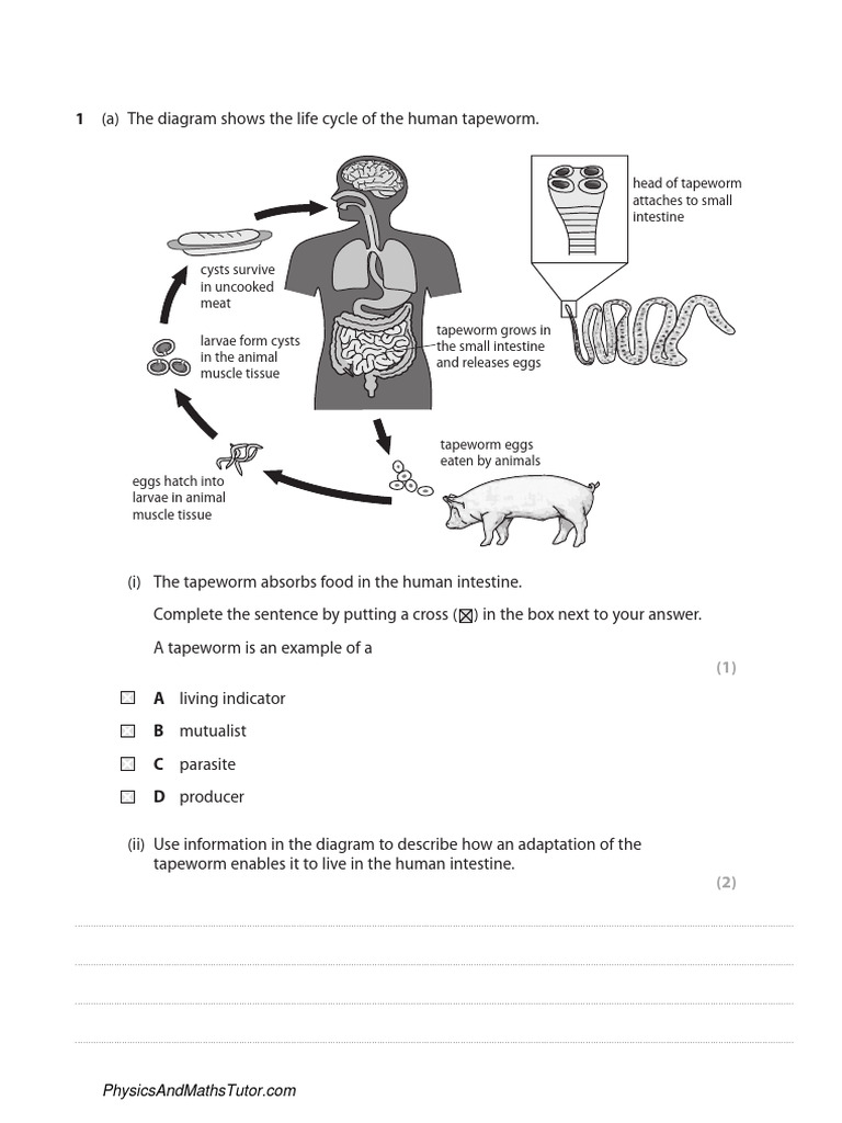 Cycles Within Ecosystems QP | PDF | Biology | Earth Sciences