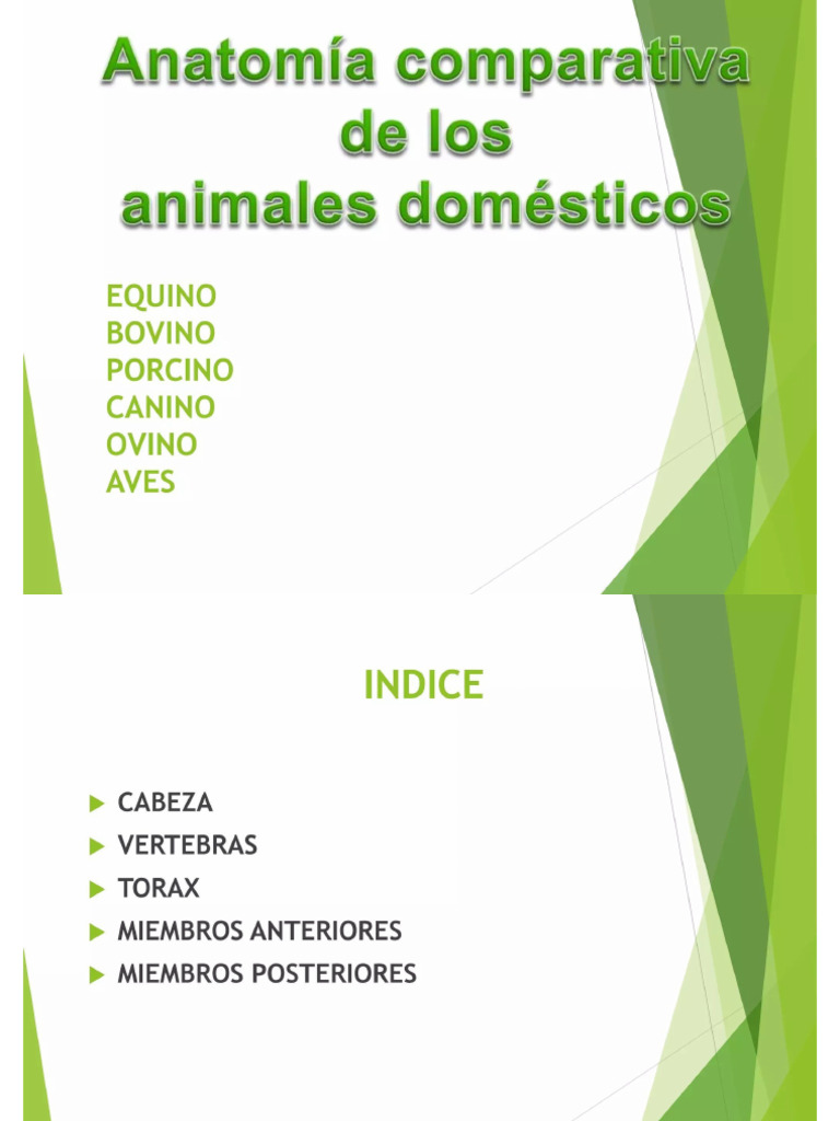 Anatomía Comparada.. | PDF
