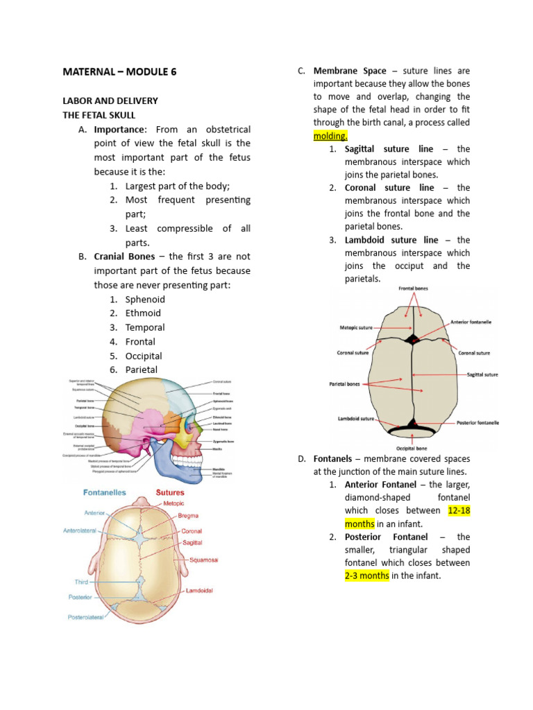 MATERNAL | PDF | Skull | Childbirth