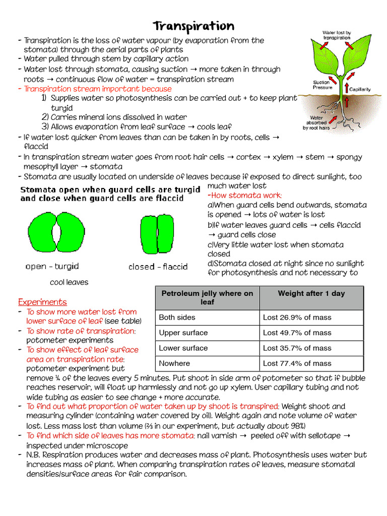 Transpiration Notes | Download Free PDF | Leaf | Stoma