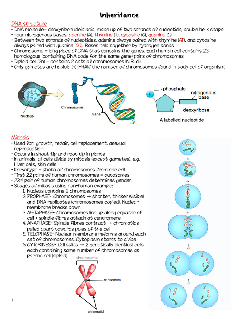 Inheritcane Notes | PDF | Allele | Chromosome
