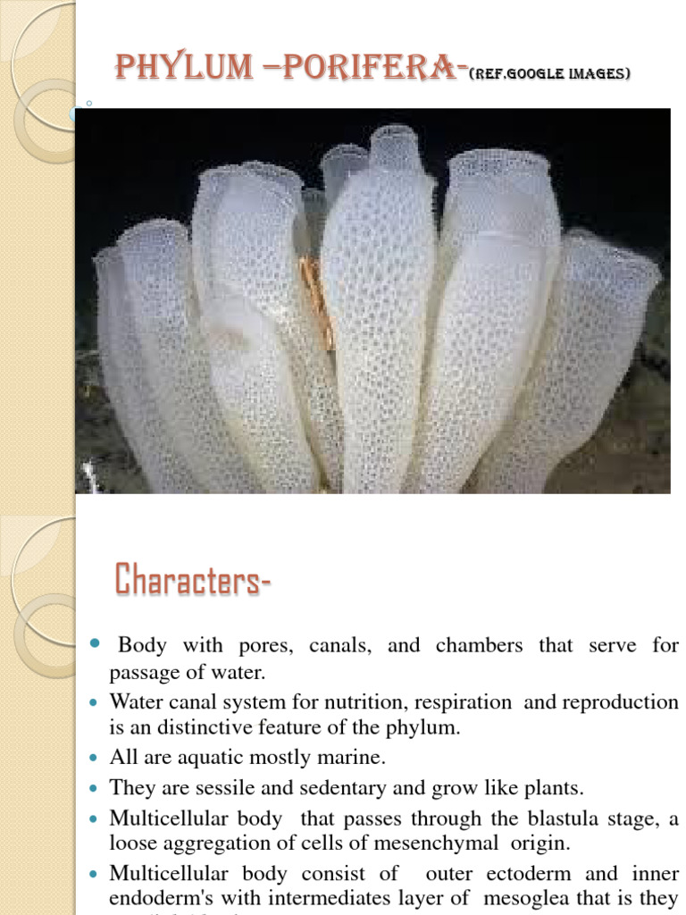 Phylum - Porifera-2308 | PDF | Sponge | Biology