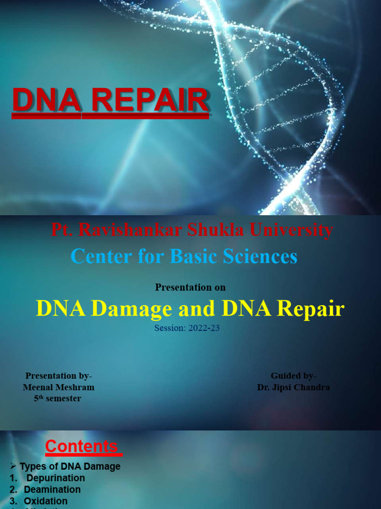 Dna Repair Pdf Dna Repair Dna