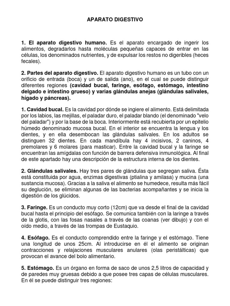 Guia Del Aparato Digestivo y Excretor 7º | PDF | Digestión | Sistema ...