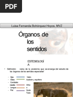 Anatomía del Ojo Canino y Tratamiento | PDF | Glaucoma | Ojo humano