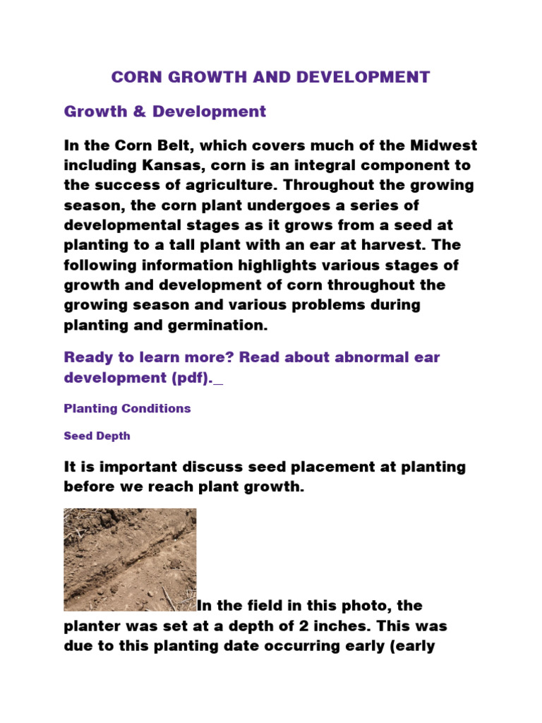 Corn Growth and Development | PDF | Seed | Biology