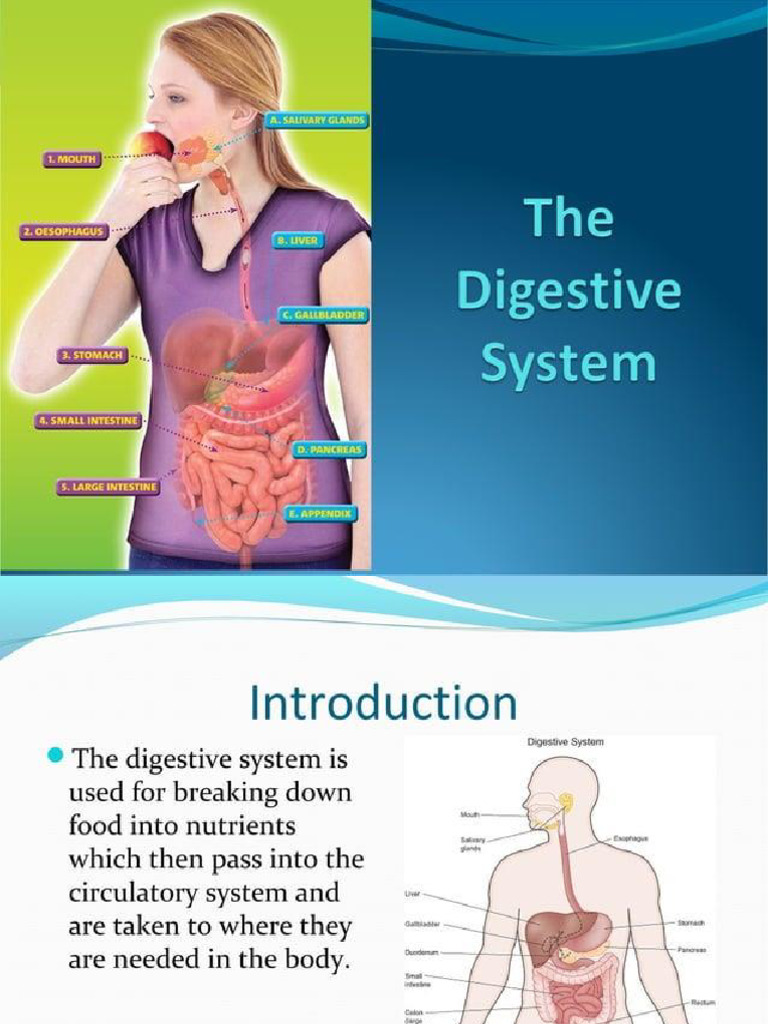Digestive System | PDF