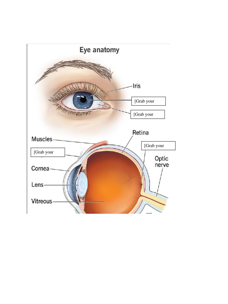 Vocabulary Review 2 - Anatomy of The Eye 0 Visual Defects | PDF ...