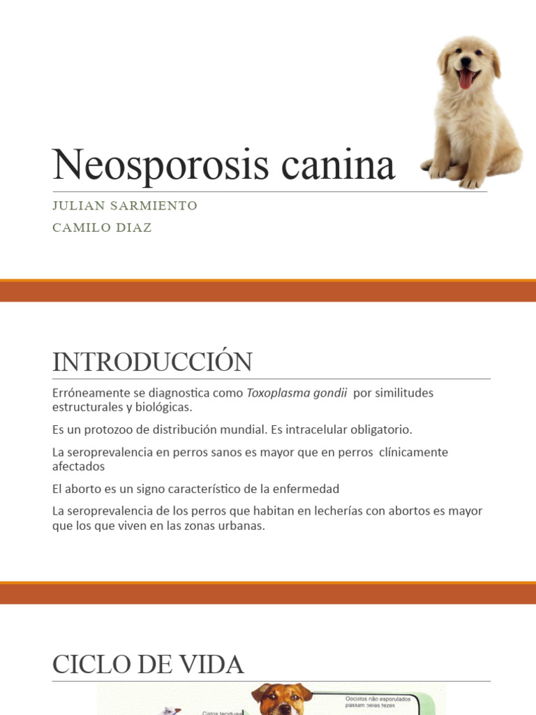 Neosporosis Canina | PDF | Salud y bienestar | Ciencia y matemáticas