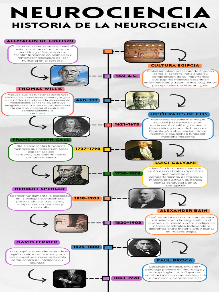 Línea Del Tiempo | PDF | Cerebro | Neurociencia